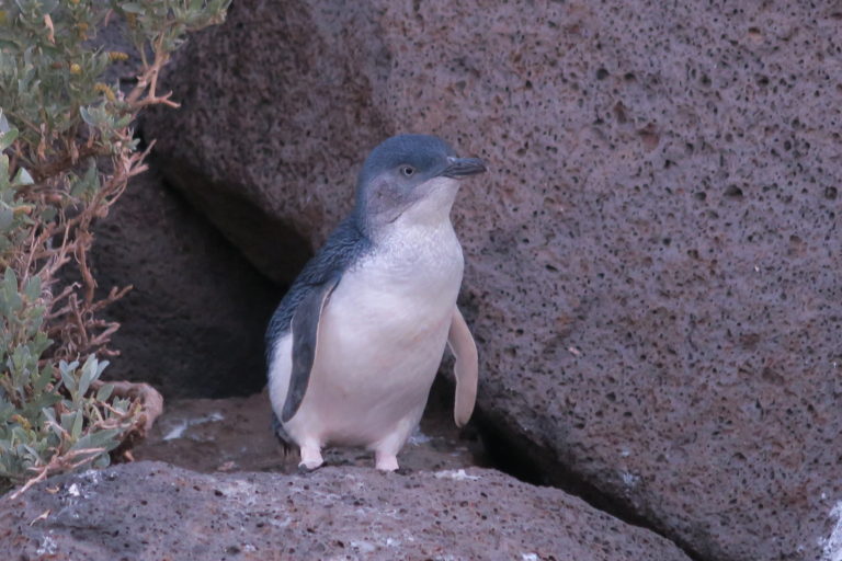 Penguins at Dusk on St. Kilda Pier Breakwater | MELBOURNE LOCAL